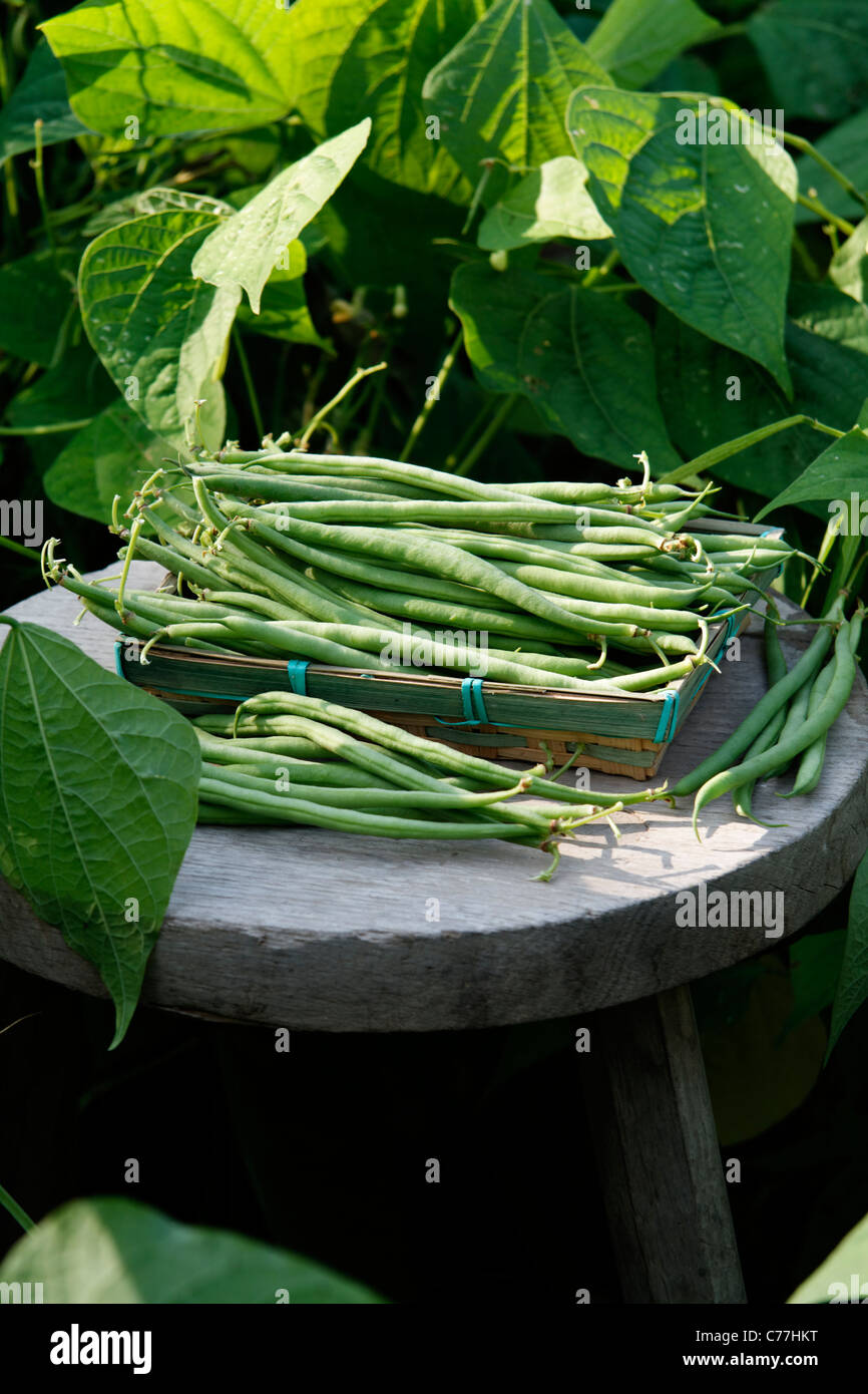 Phaseolus vulgaris hi-res stock photography and images - Alamy