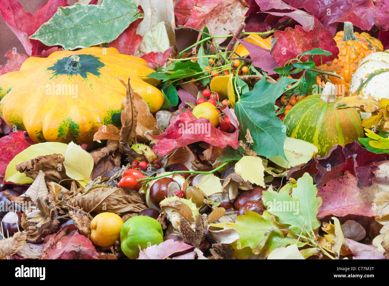 huge selection of autumn leaves and nature elements Stock Photo - Alamy