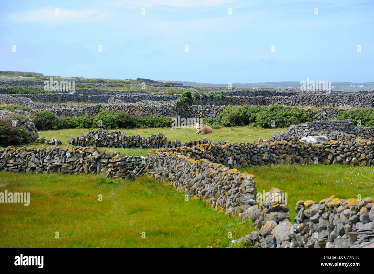 Stone Walls on Inish Maan, Aran Islands, Ireland Stock Photo - Alamy
