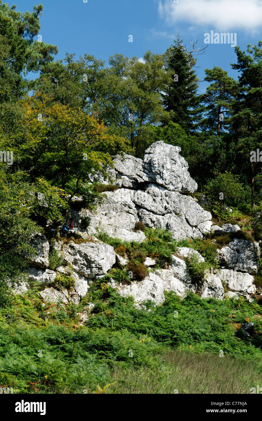 France normandy forest hi-res stock photography and images - Alamy