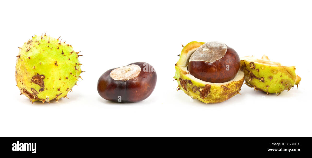Conker shells hi-res stock photography and images - Alamy