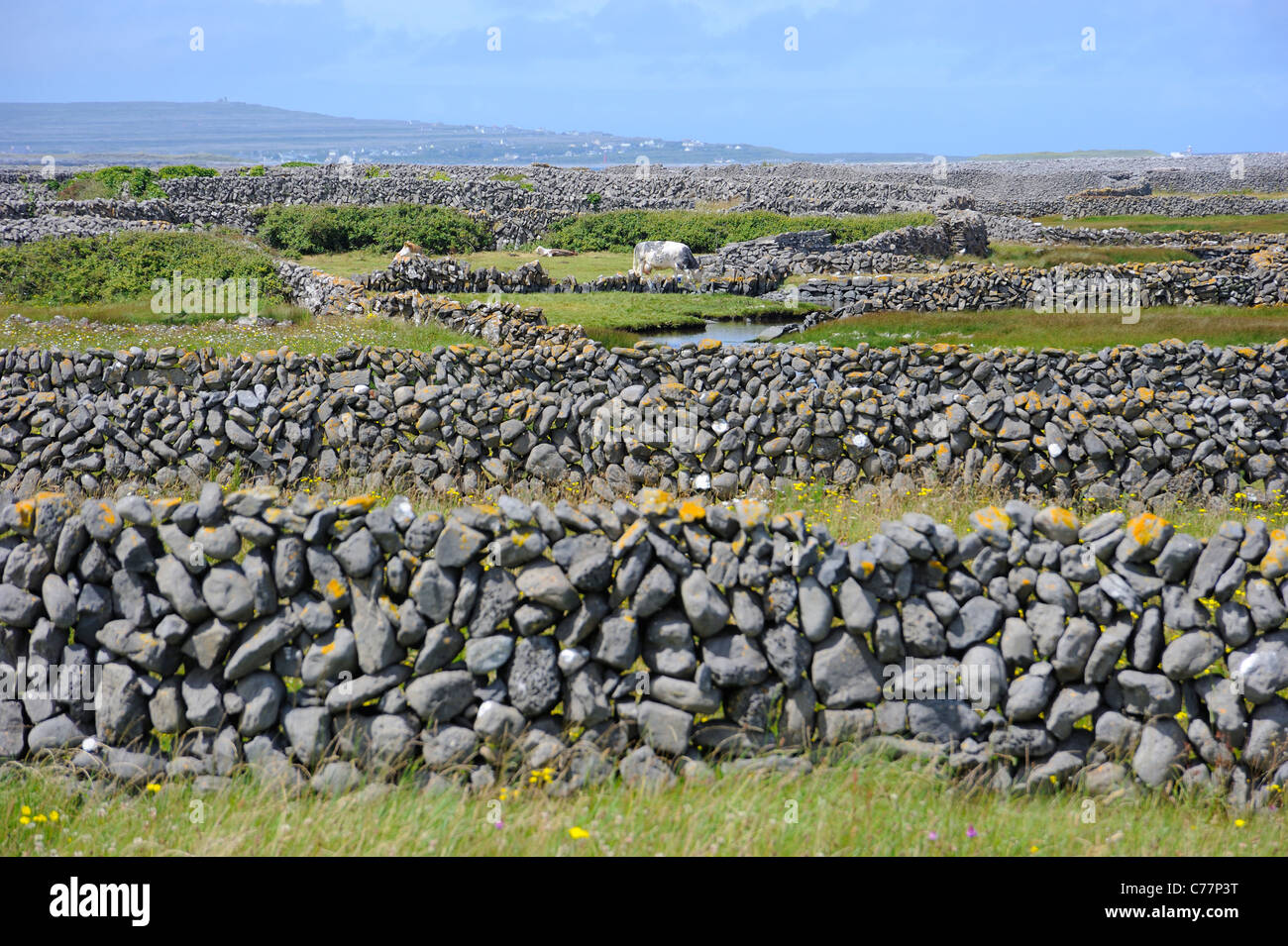 Stone Walls on Inish Maan, Aran Islands, Ireland Stock Photo - Alamy