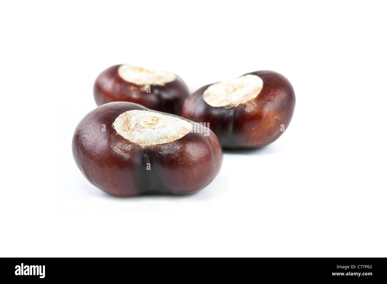 set of three conkers on white background Stock Photo - Alamy