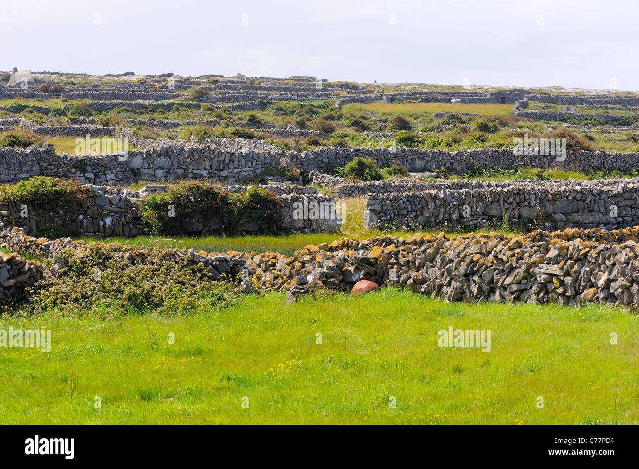 Stone Walls on Inish Maan, Aran Islands, Ireland Stock Photo - Alamy