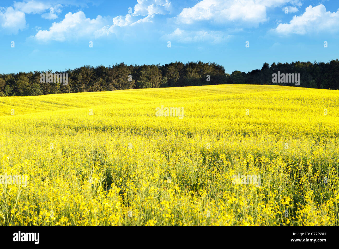 Beautiful rapeseed field Stock Photo - Alamy