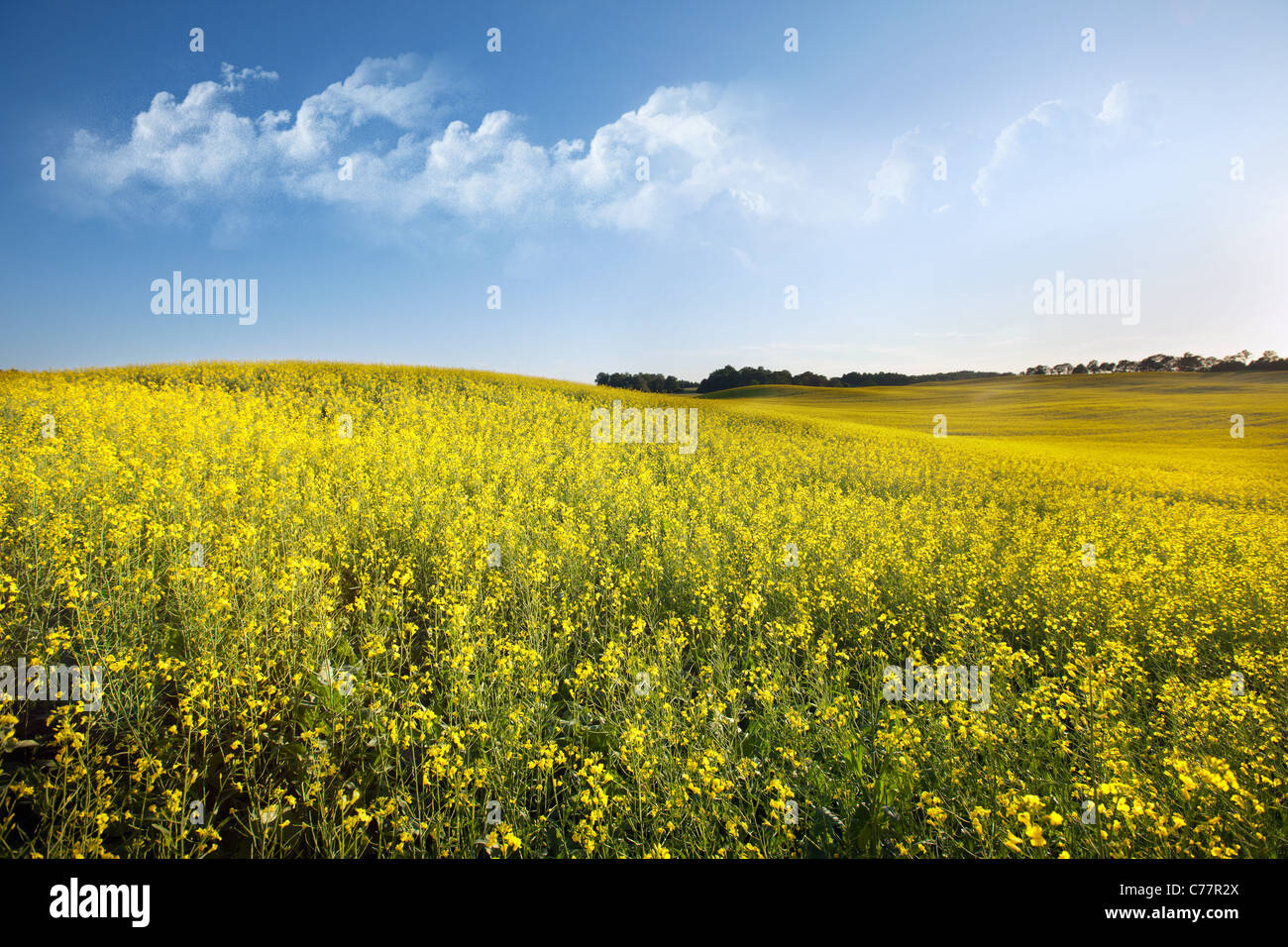 Beautiful rapeseed field Stock Photo - Alamy