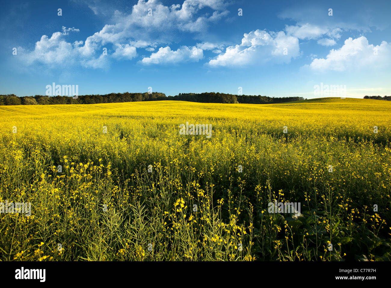 Beautiful rapeseed field Stock Photo - Alamy