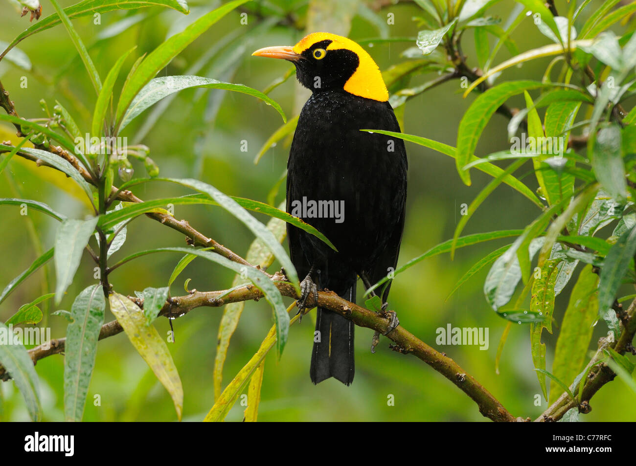 Regent Bird High Resolution Stock Photography and Images - Alamy