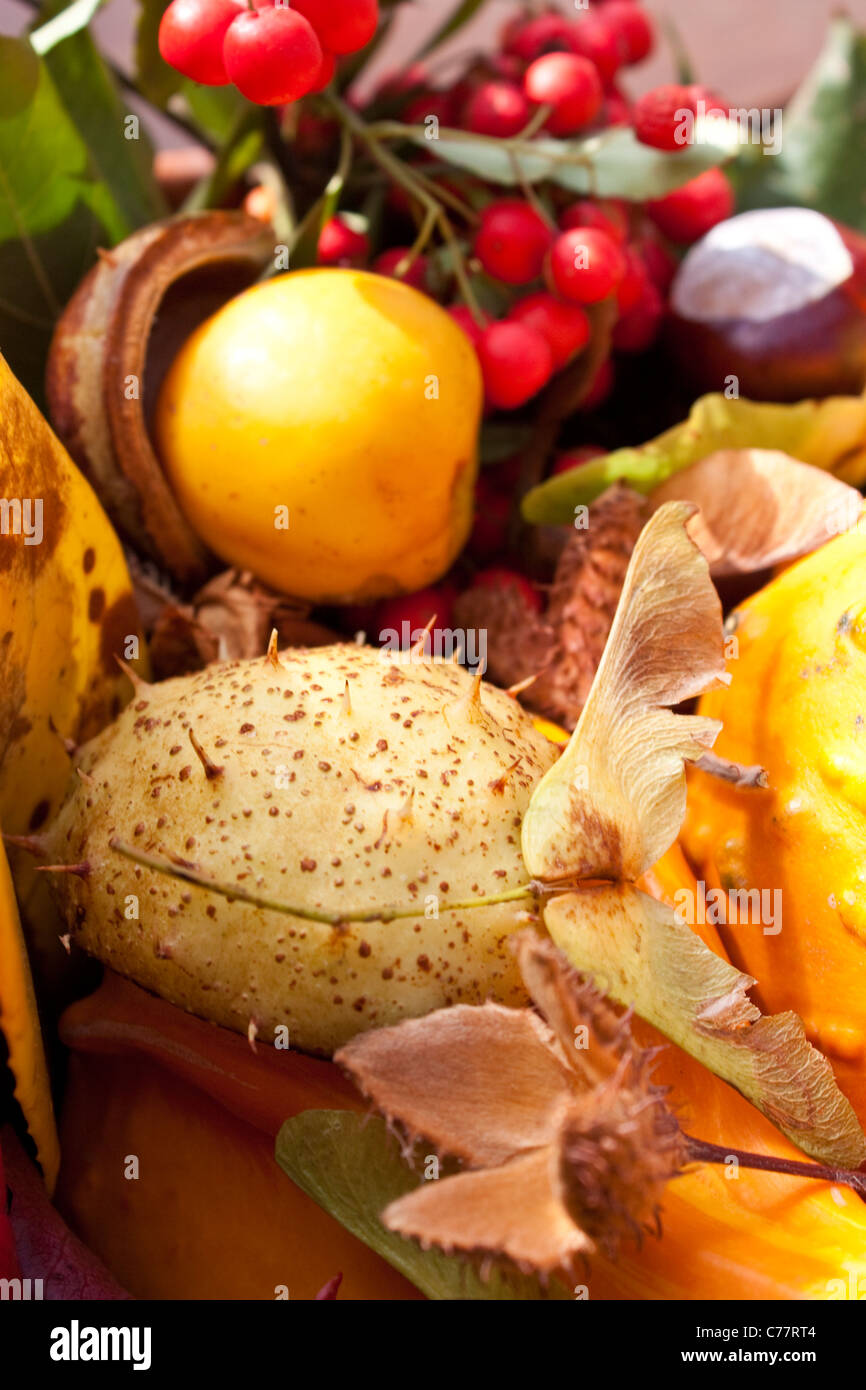 autumn still life shot outside of nature elements Stock Photo - Alamy