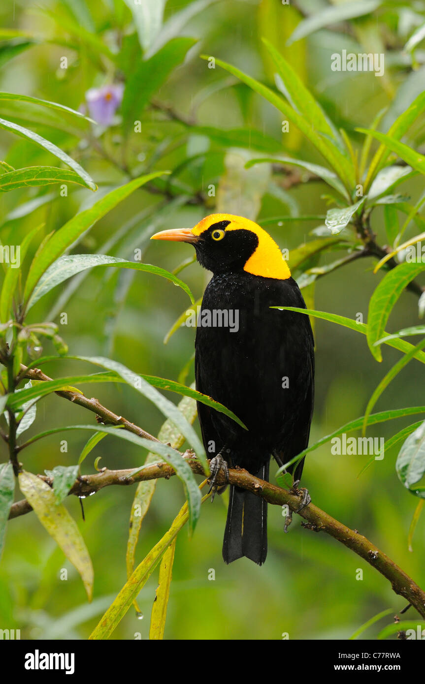 Regent Bird High Resolution Stock Photography and Images - Alamy