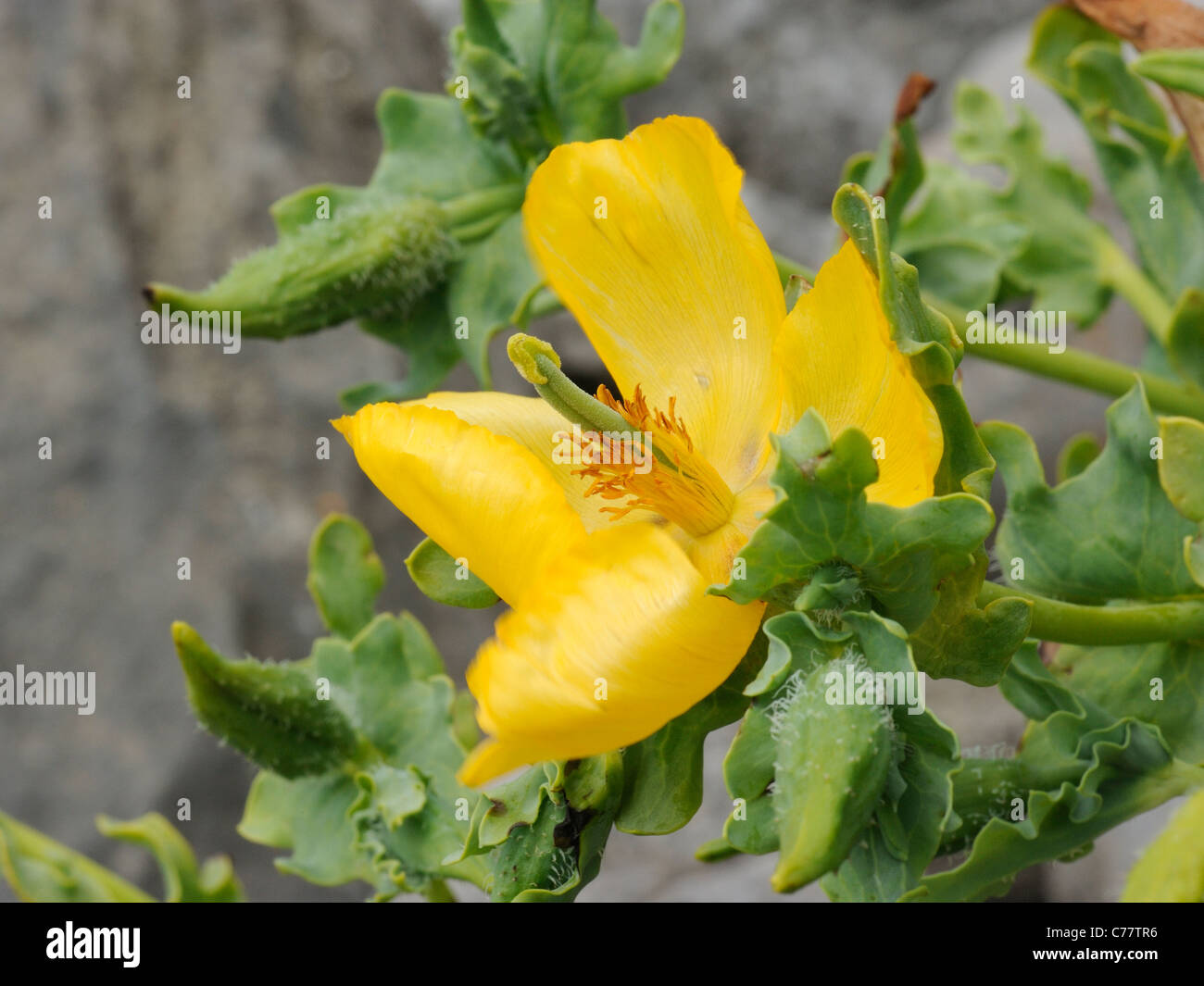 Yellow Horned-poppy, glaucium flavum Stock Photo - Alamy