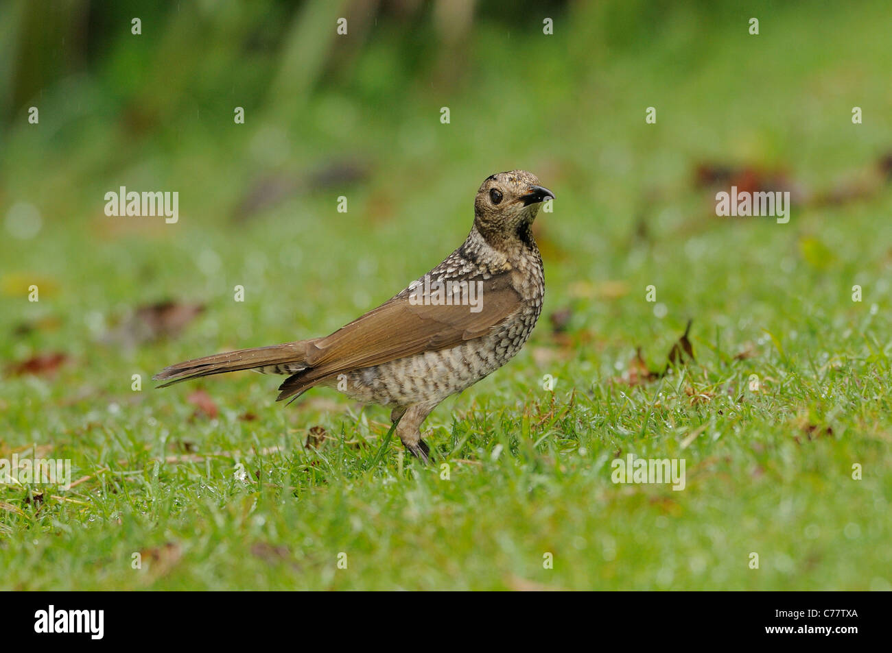 Regent Bird High Resolution Stock Photography and Images - Alamy