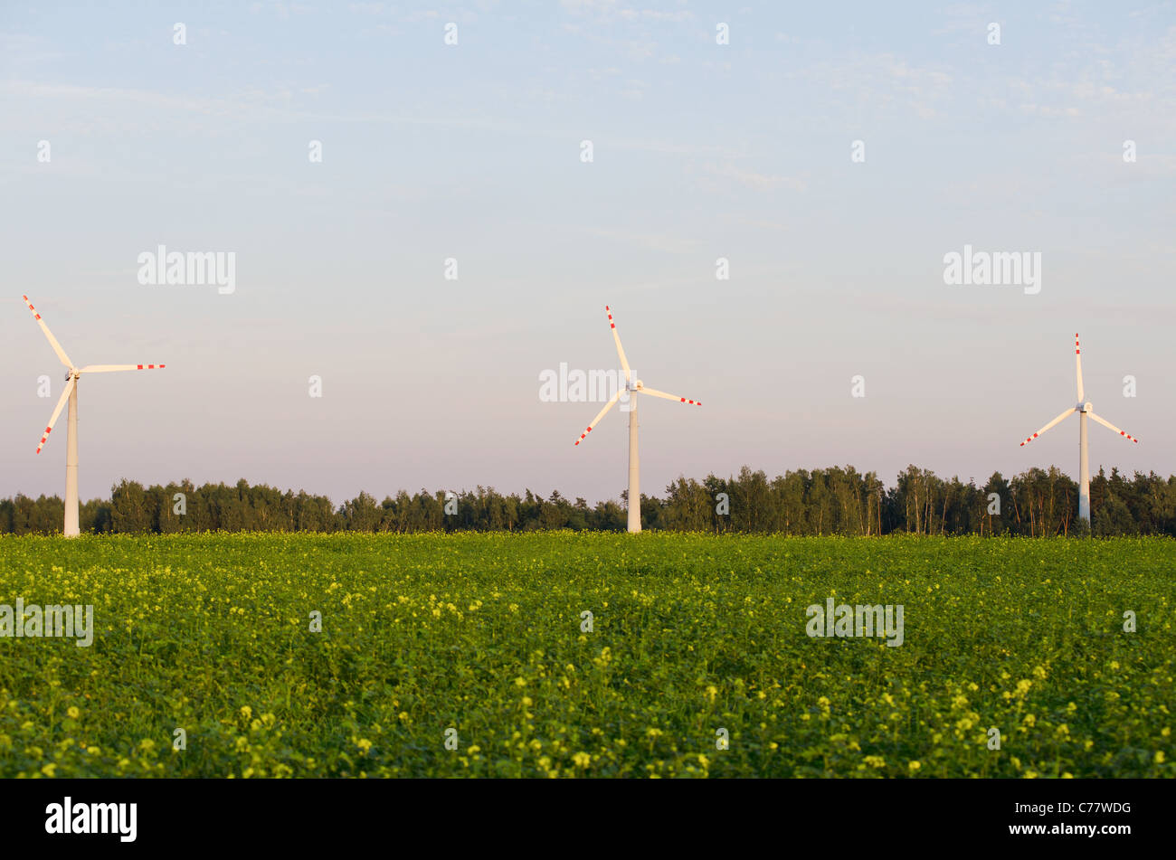 Three windmills in a colza field close view Stock Photo - Alamy