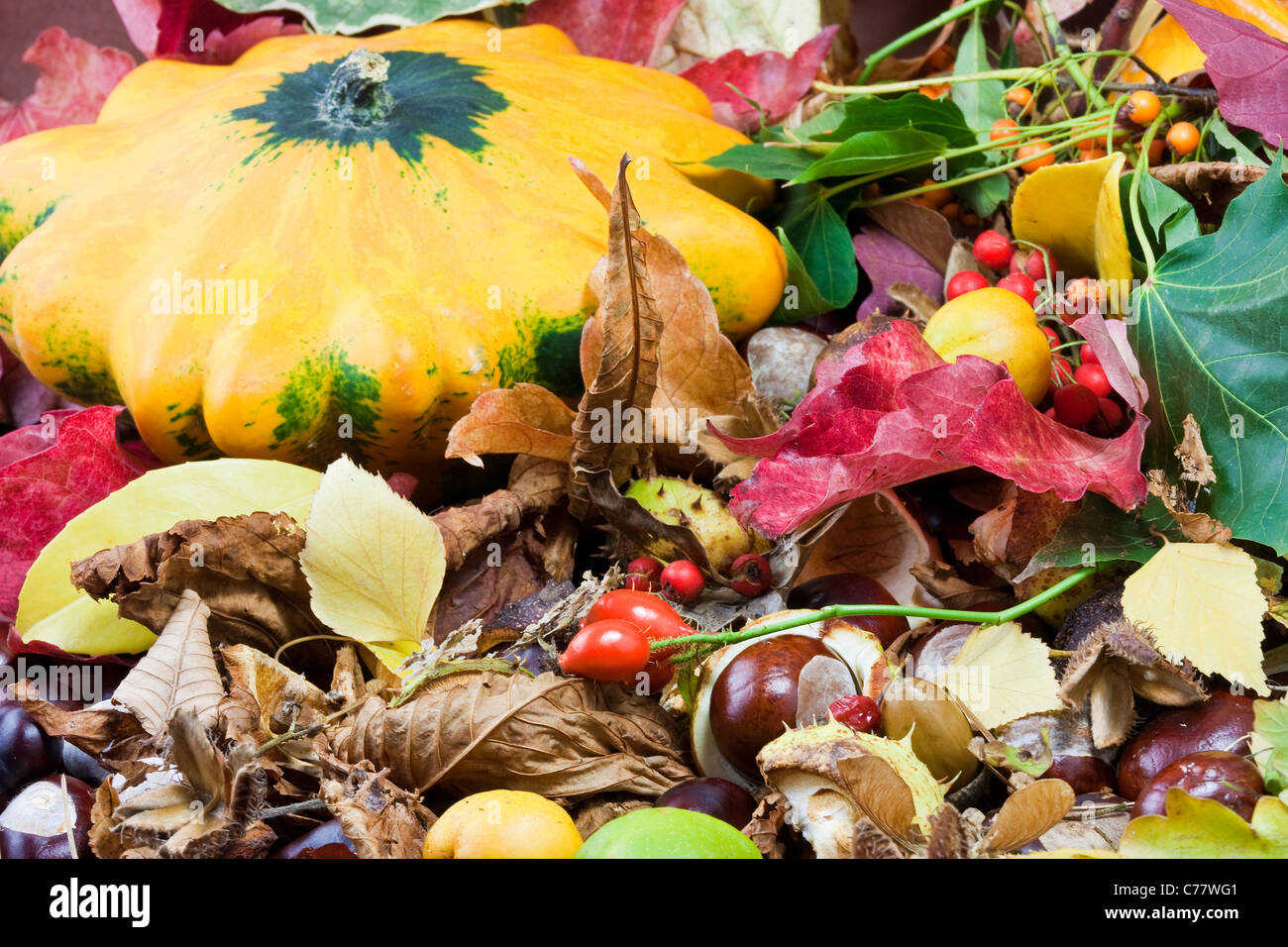 autumn still life shot outside of nature elements Stock Photo - Alamy