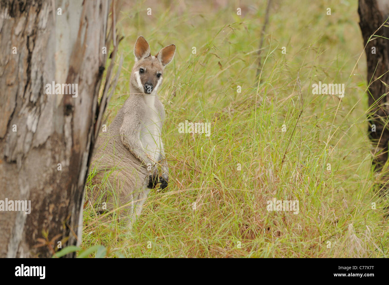 Whiptail Wallaby OR Pretty-faced Wallaby Macropus parryi Photographed ...