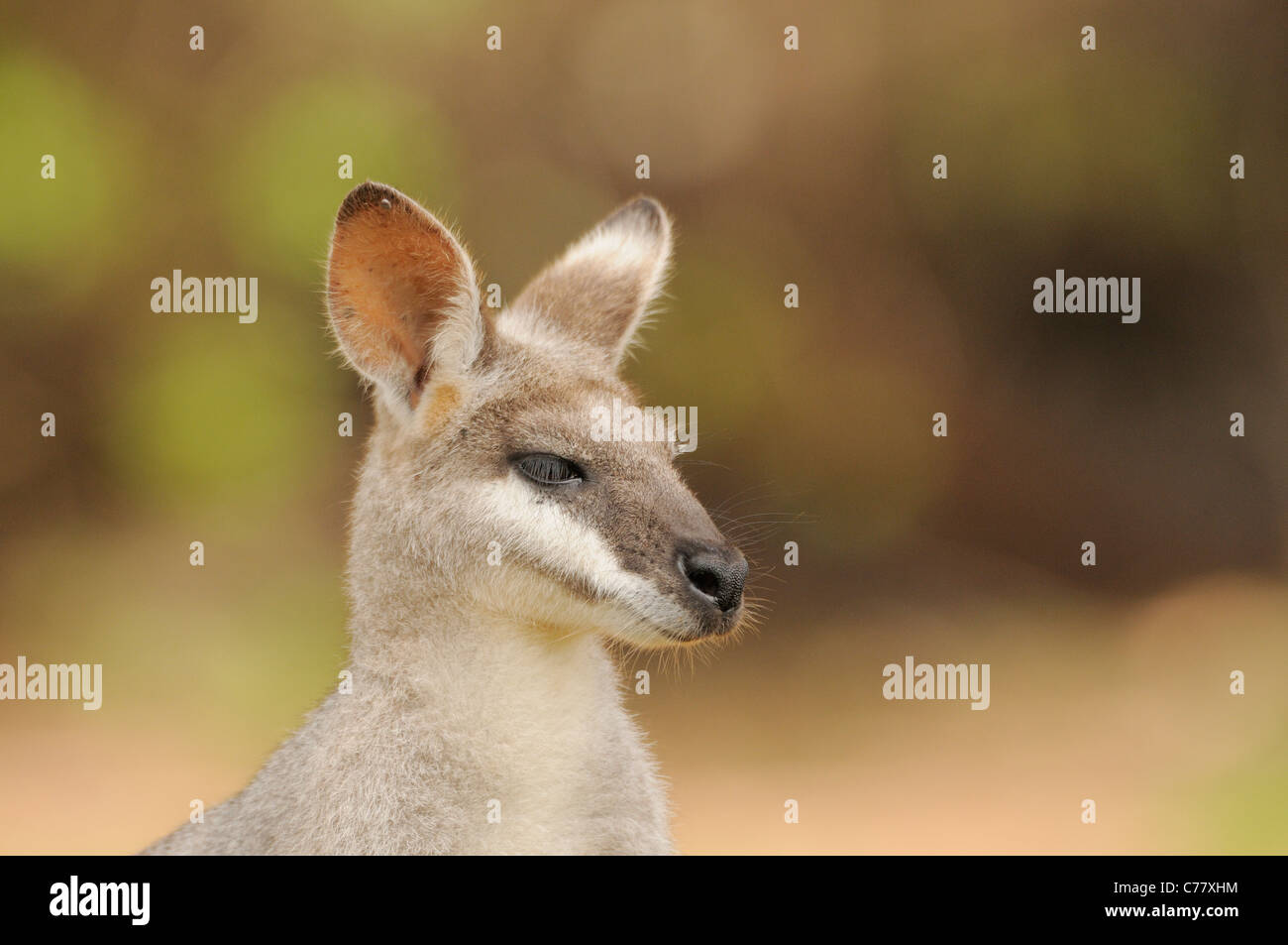 Pretty face wallaby hi-res stock photography and images - Alamy