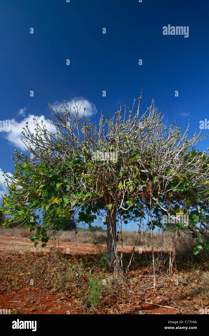 Fig tree, general view Stock Photo - Alamy
