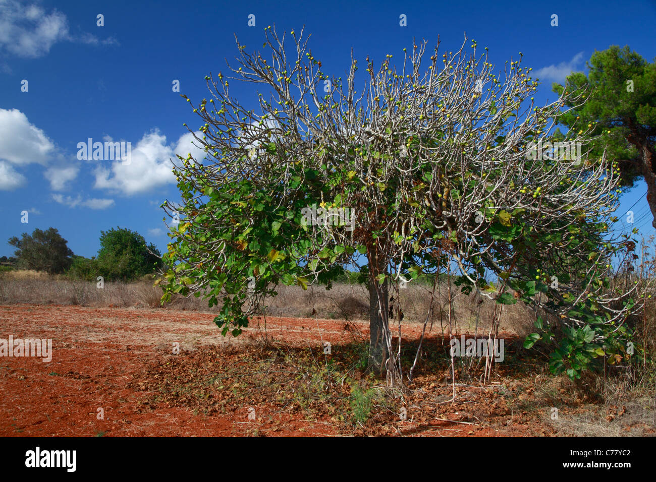 Fig tree, general view Stock Photo - Alamy