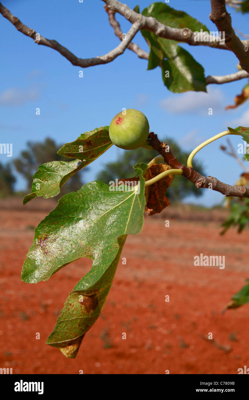 Fig tree hi-res stock photography and images - Alamy
