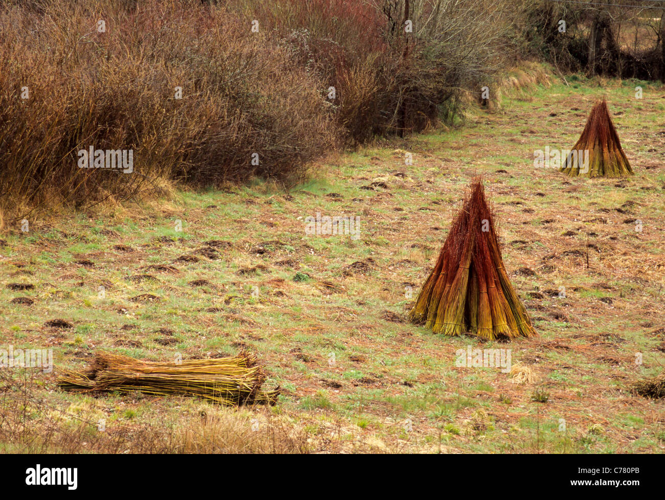 Hemp farming, Cuenca, Spain Stock Photo - Alamy
