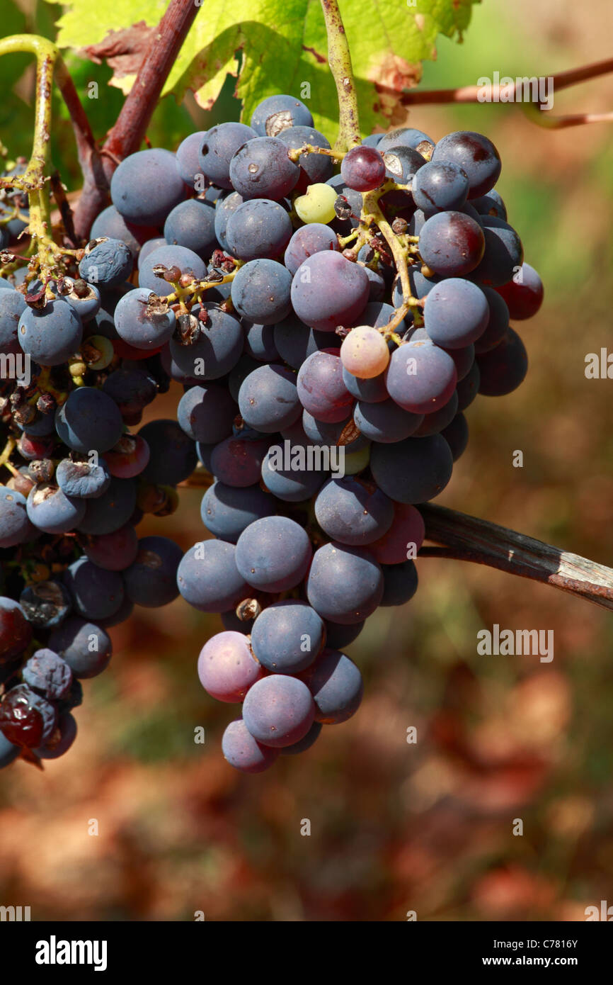 Bunch of grapes, detail view Stock Photo - Alamy