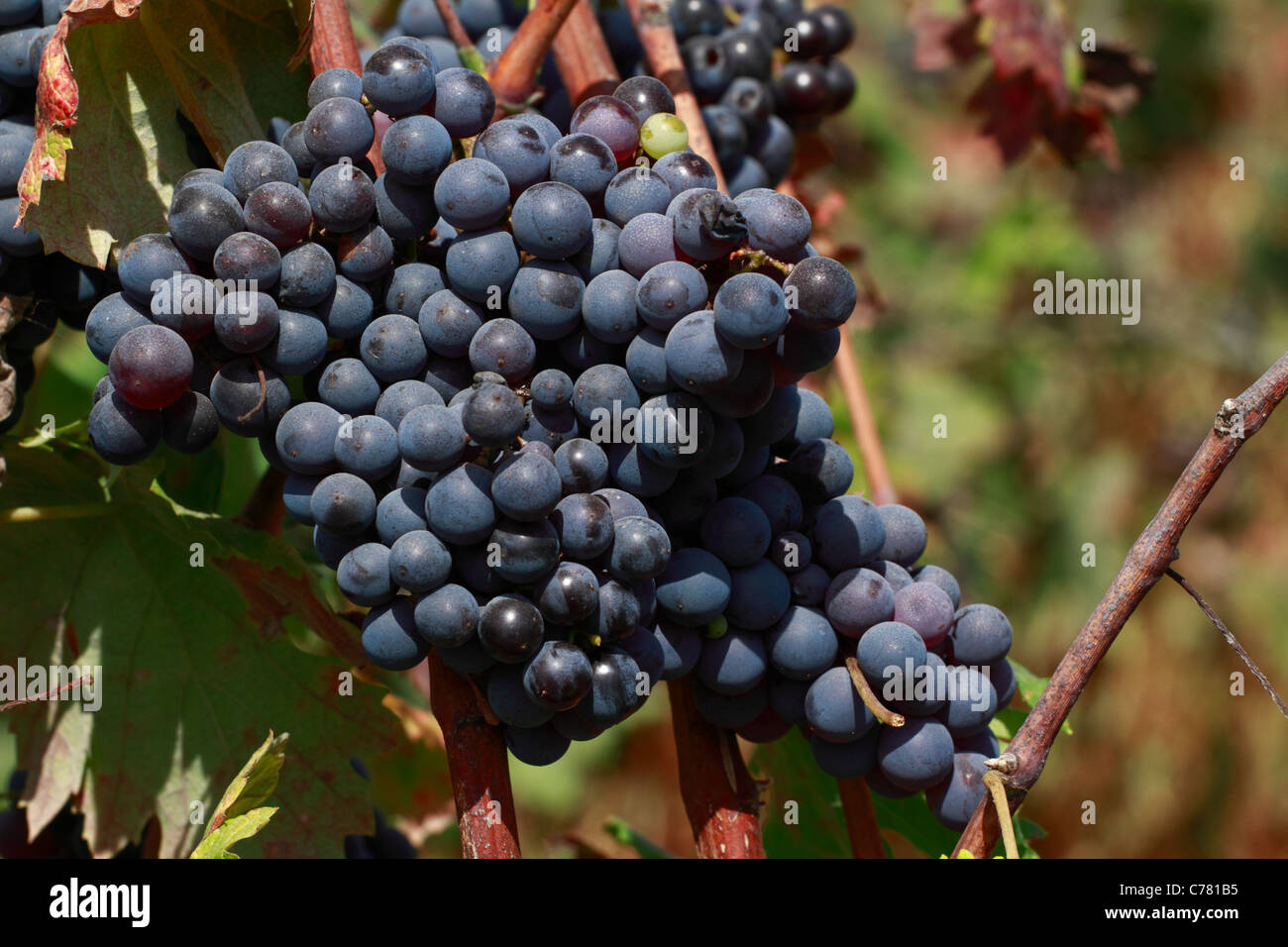 Bunch of grapes, detail view Stock Photo - Alamy