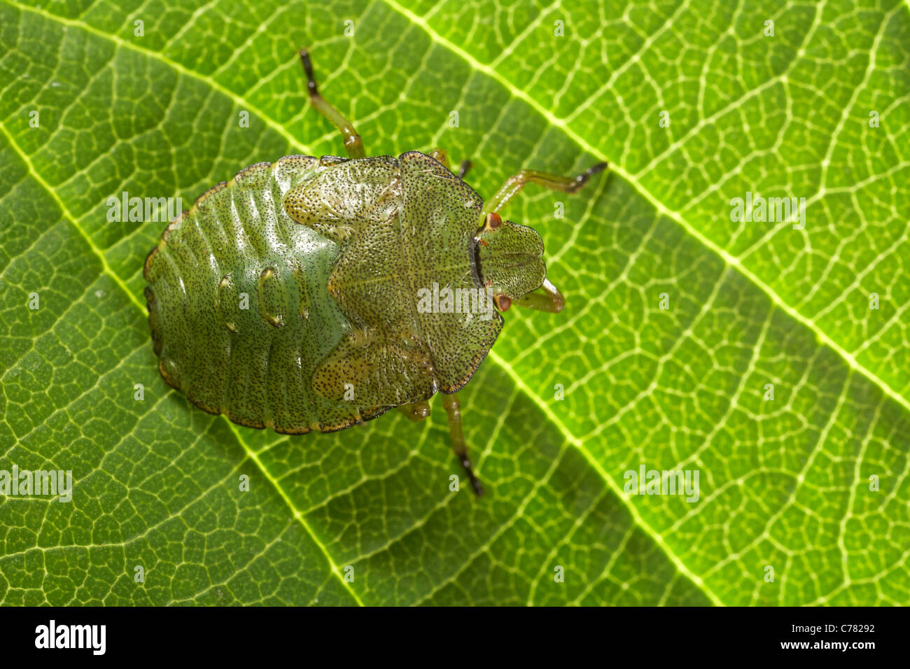 Green shield bug hi-res stock photography and images - Alamy