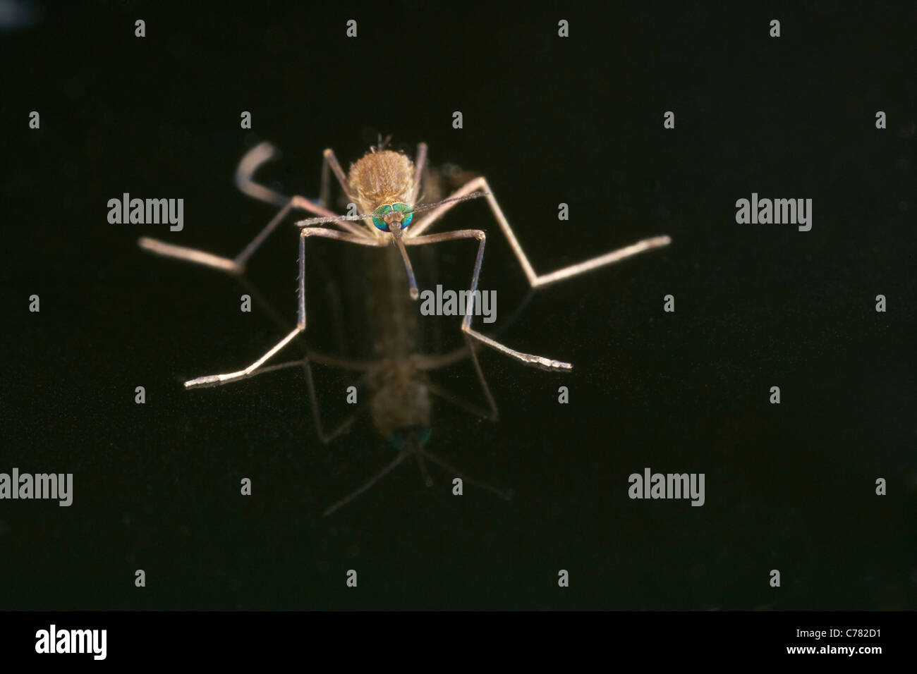 Iridescent compound eyes of a Mosquito having recently emerged on to ...