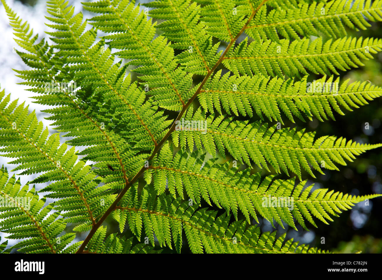 Fern frond (leaf Stock Photo - Alamy