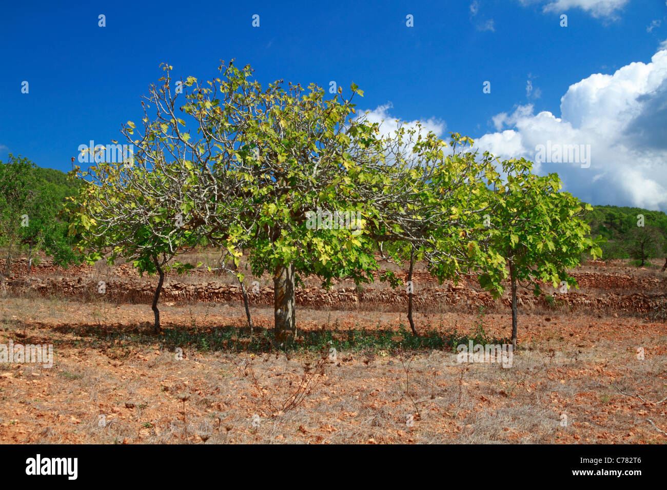 Fig tree, general view Stock Photo - Alamy