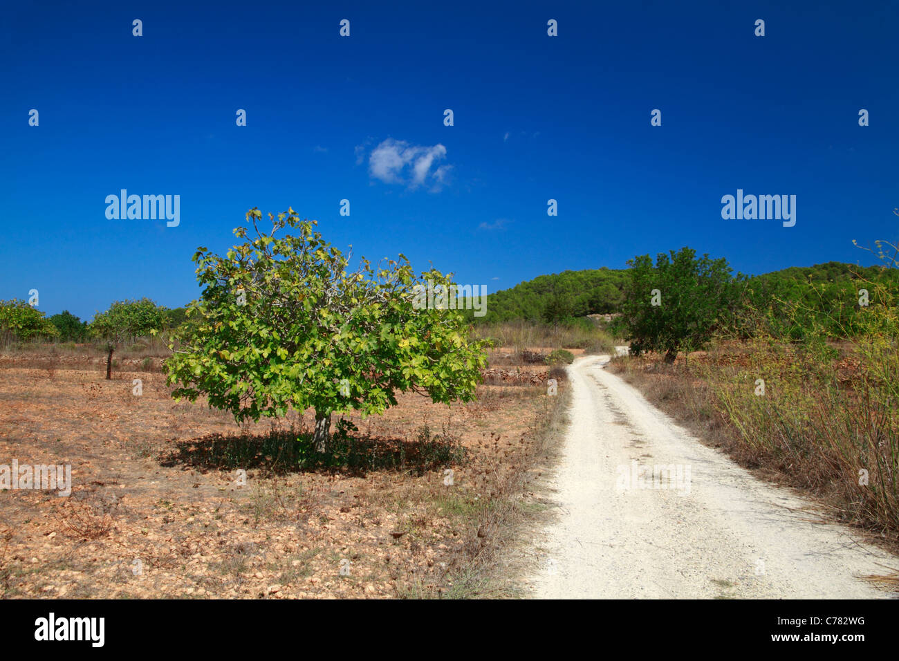 Fig tree, general view Stock Photo - Alamy