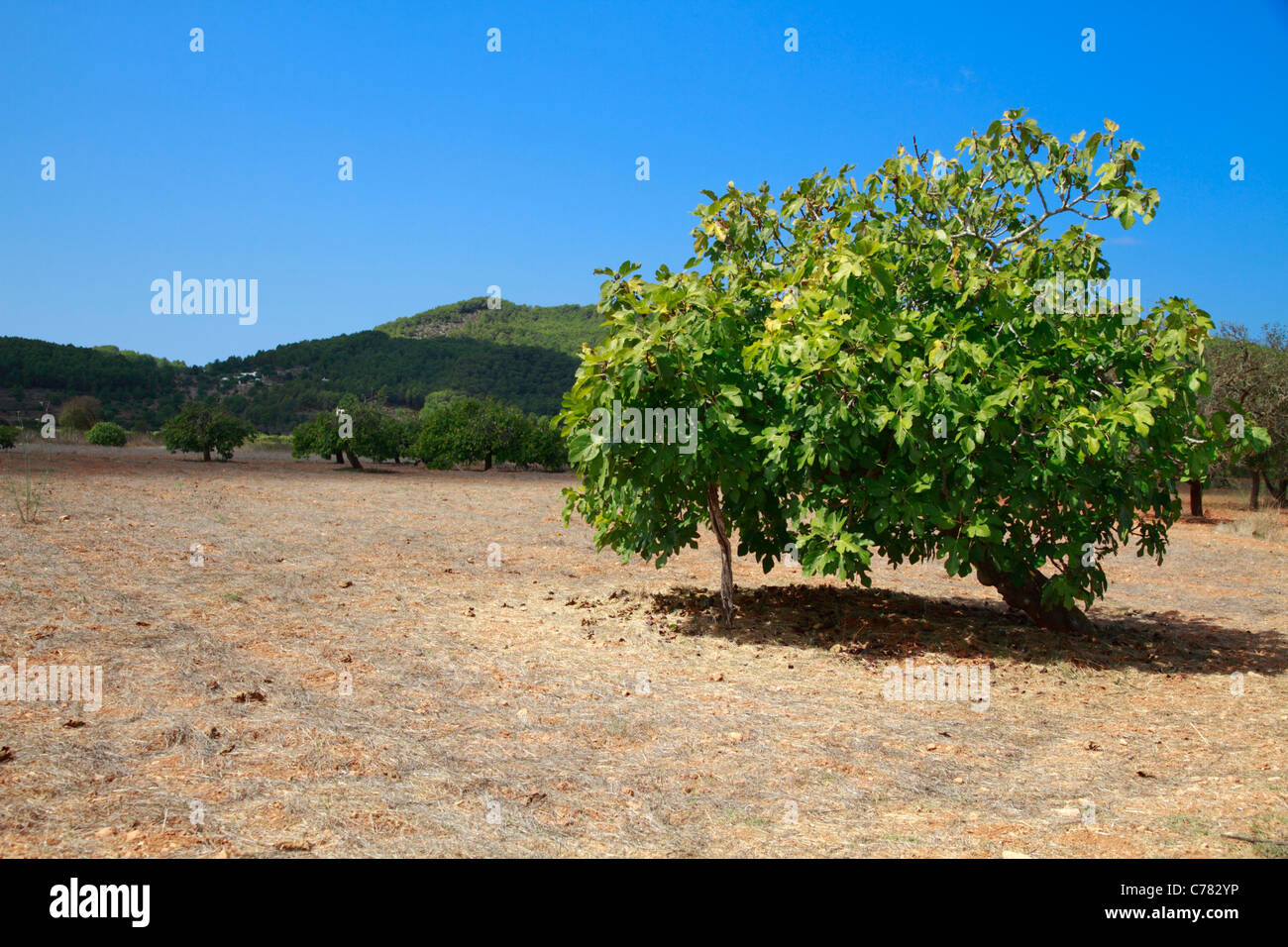 Fig tree, general view Stock Photo - Alamy