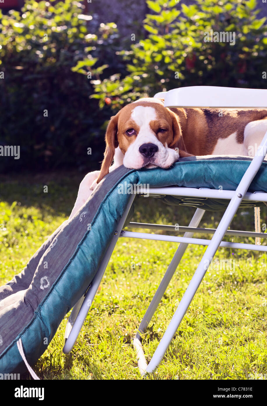 Morning. A dog on a chair Stock Photo - Alamy