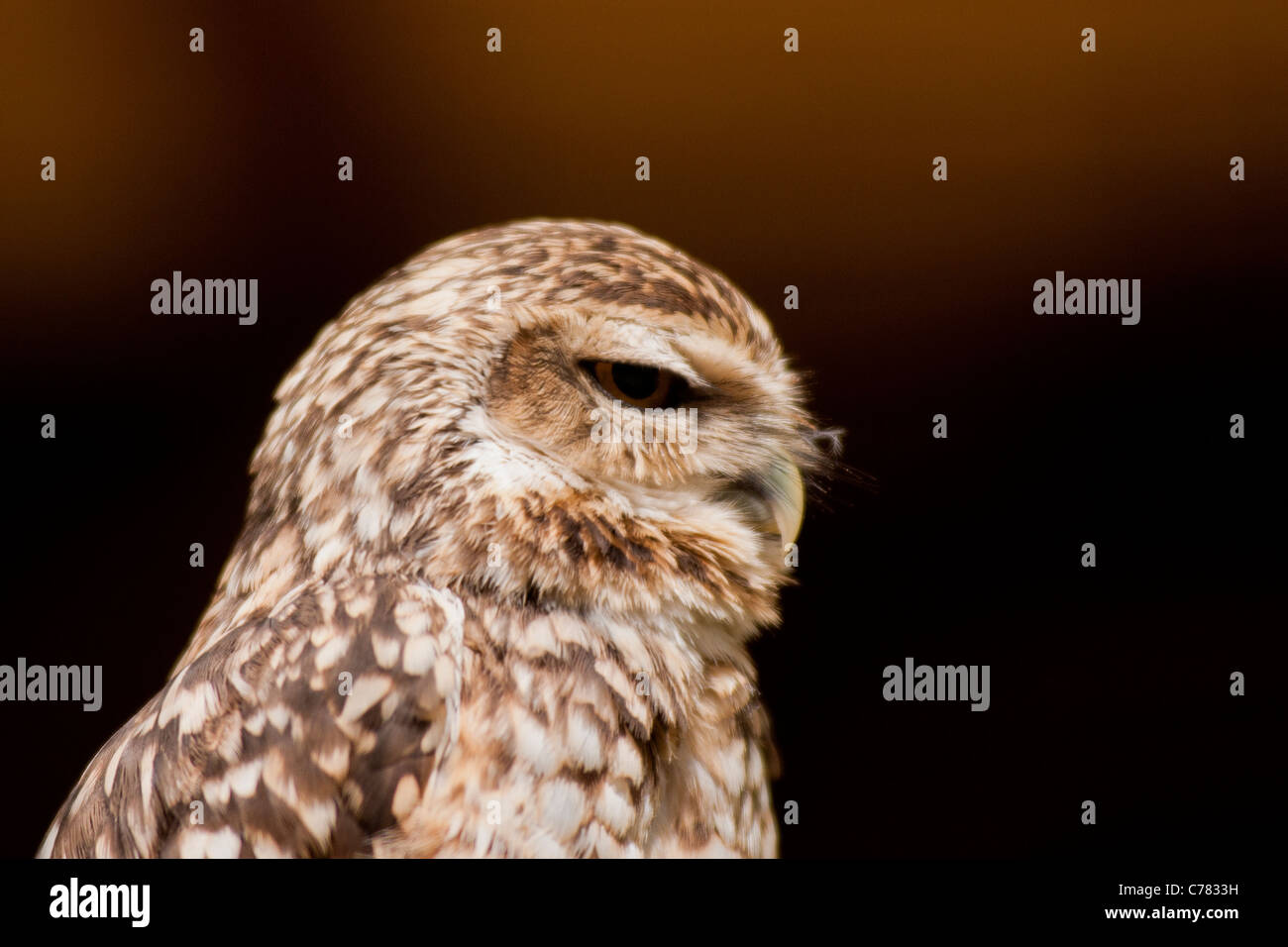Side view of owl hi-res stock photography and images - Alamy