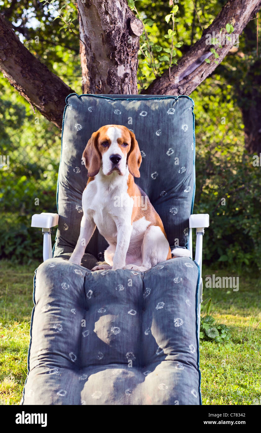 Morning. A dog on a chair Stock Photo - Alamy