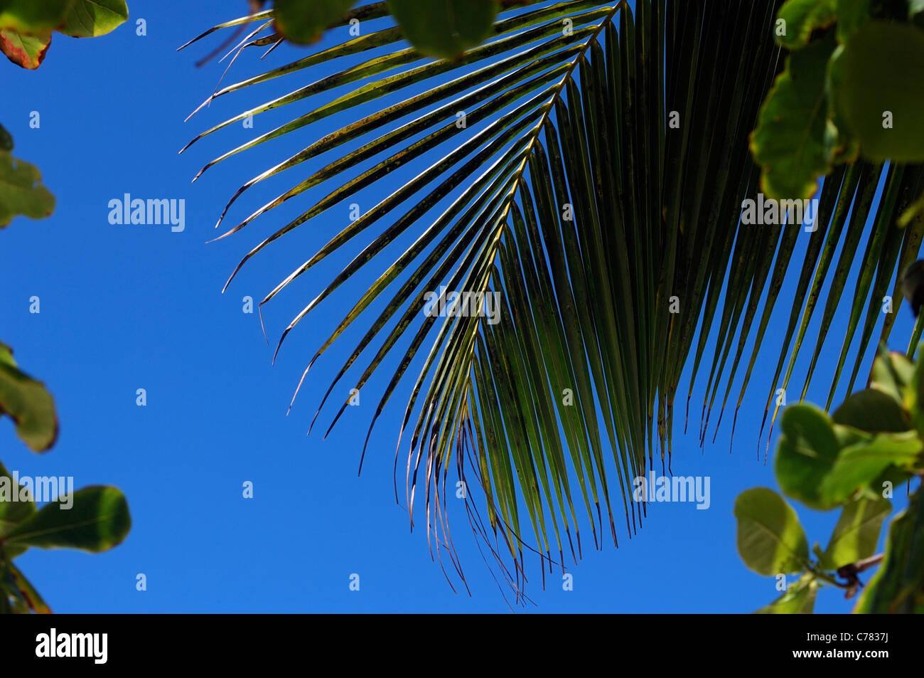 Part of green leaf of coconut tree Stock Photo - Alamy