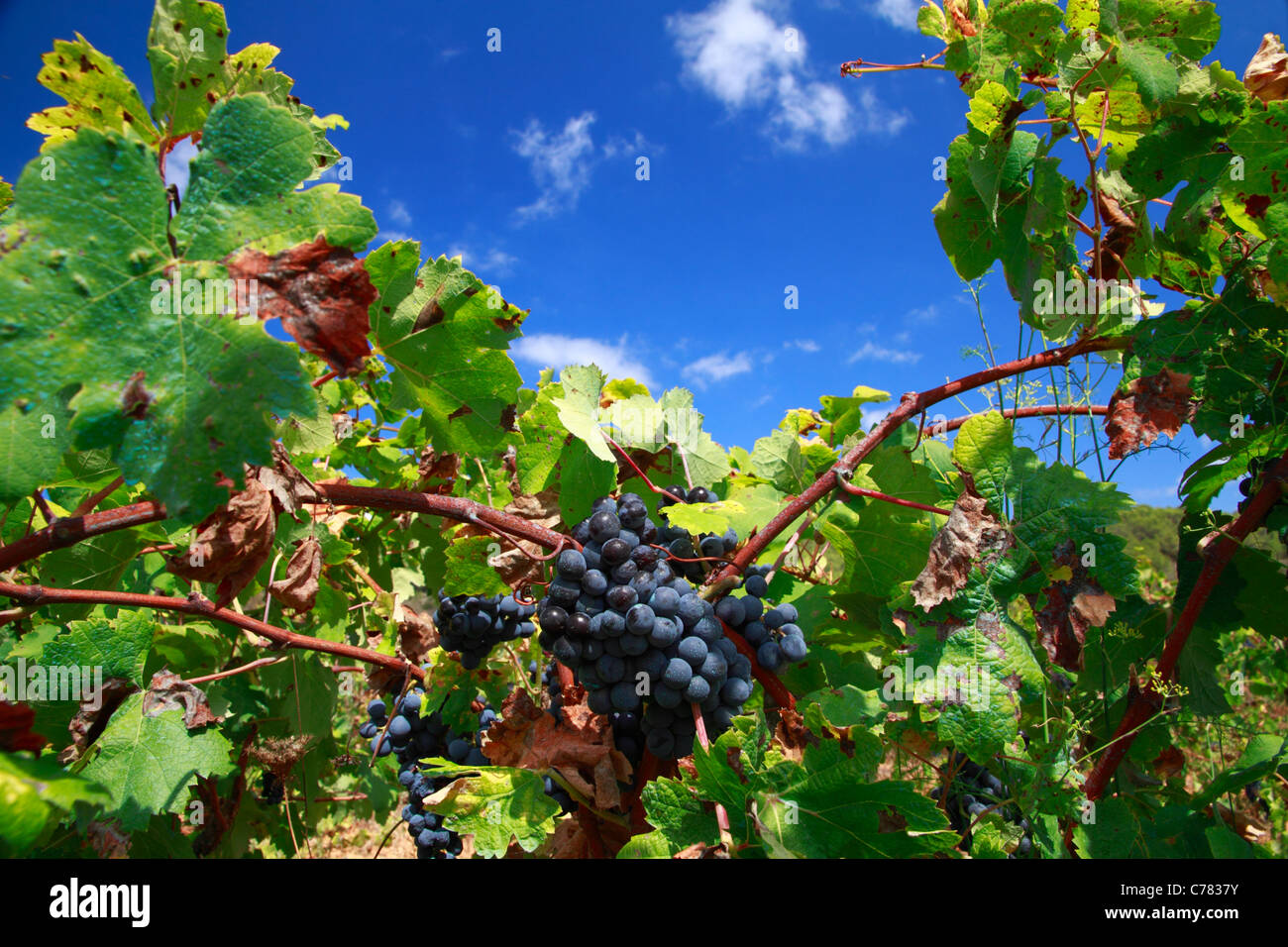 Rural organico hi-res stock photography and images - Alamy