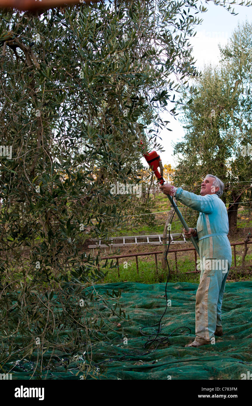 A small farmer gathers his olives for his own olive oil, Vergelle, near ...
