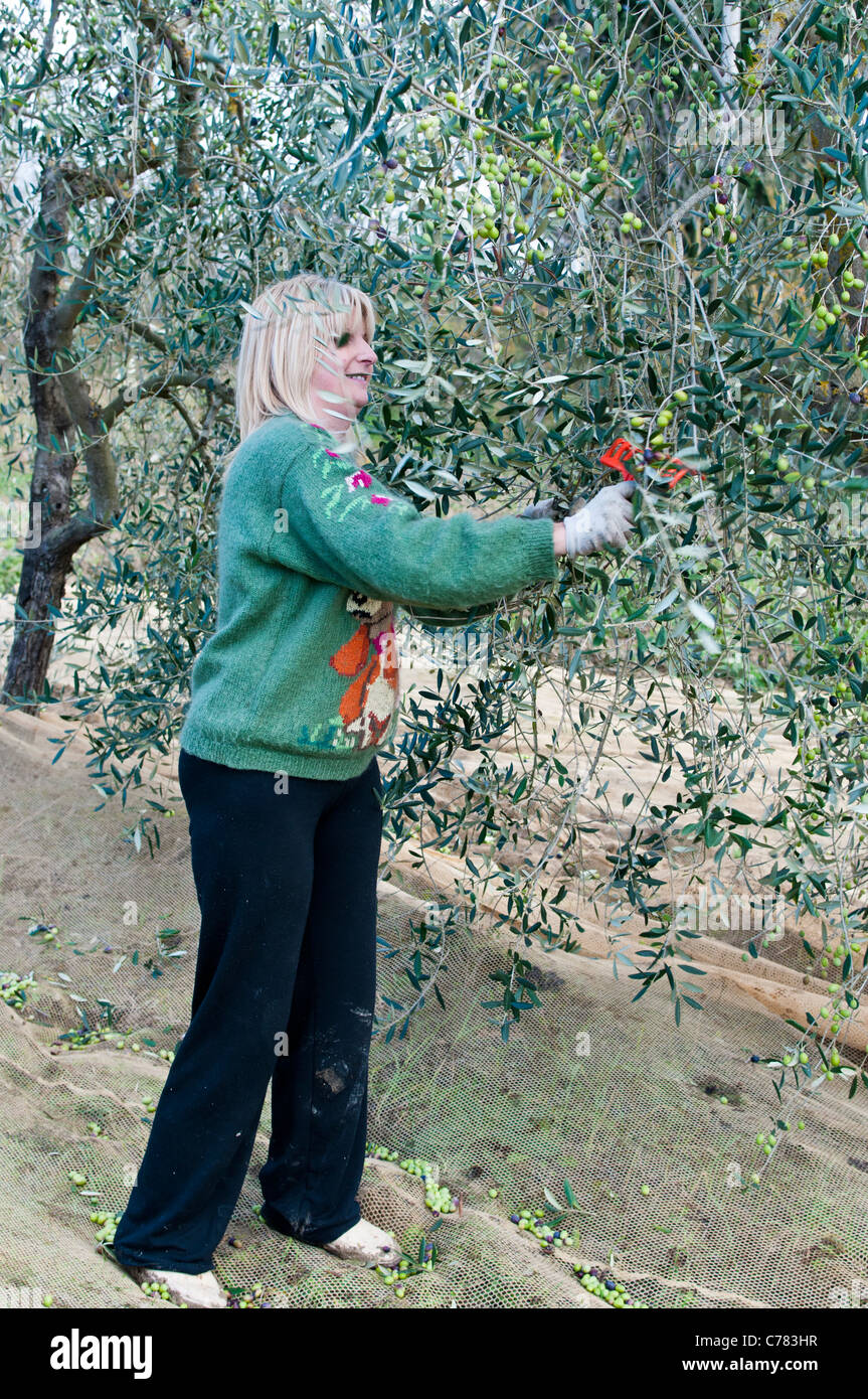 A small farmer gathers her olives for their own olive oil, Vergelle ...