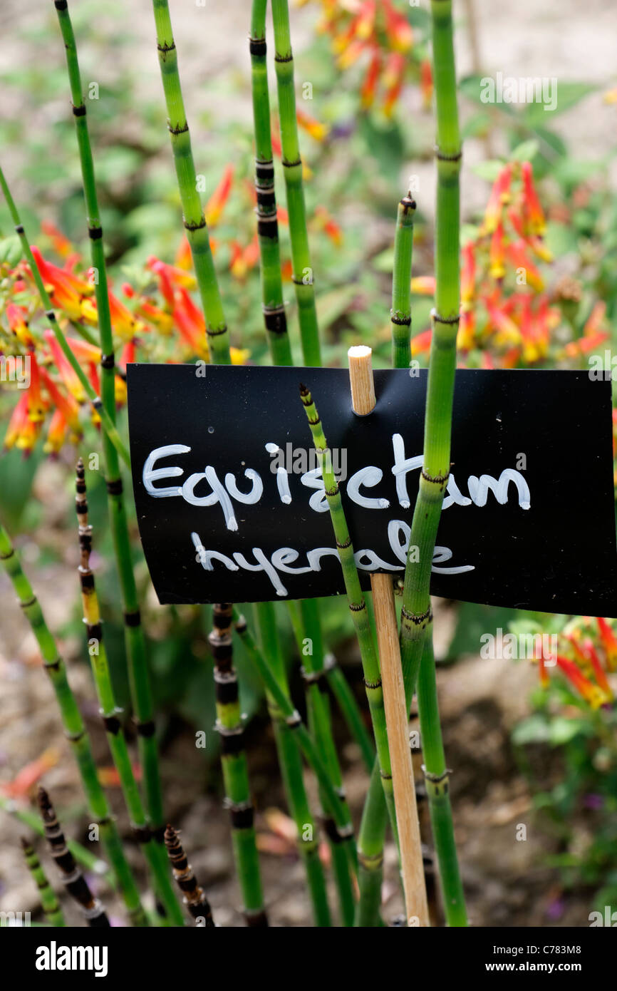 Equisetum hyemale, perennial plant, , label with the name of the flower ...