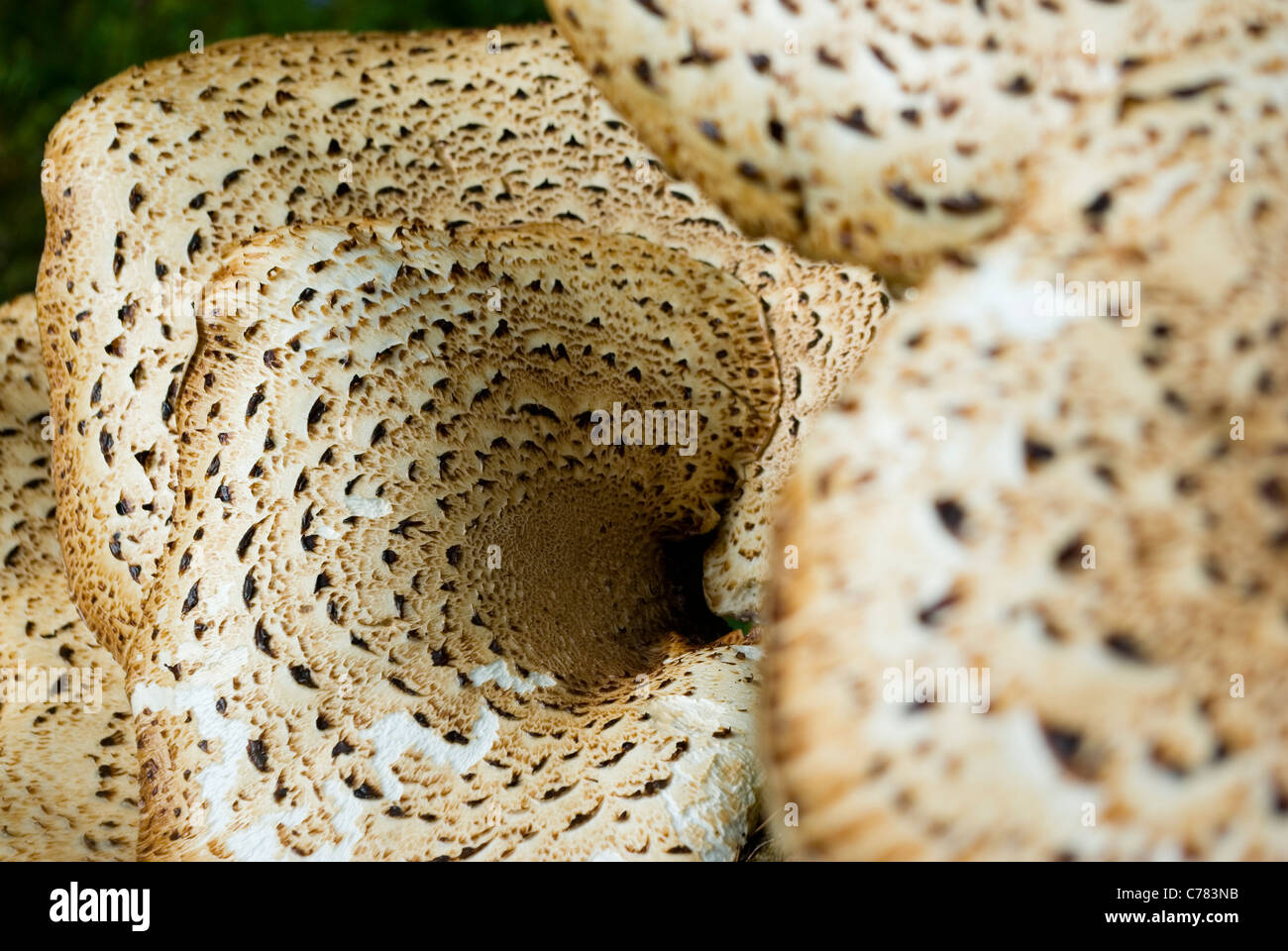 Pheasant's back mushroom close-up Stock Photo - Alamy