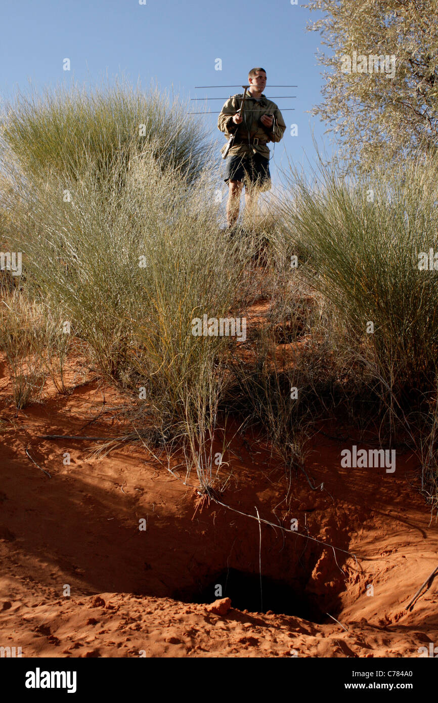 Researcher using radio telemetry tracking find hi-res stock photography ...