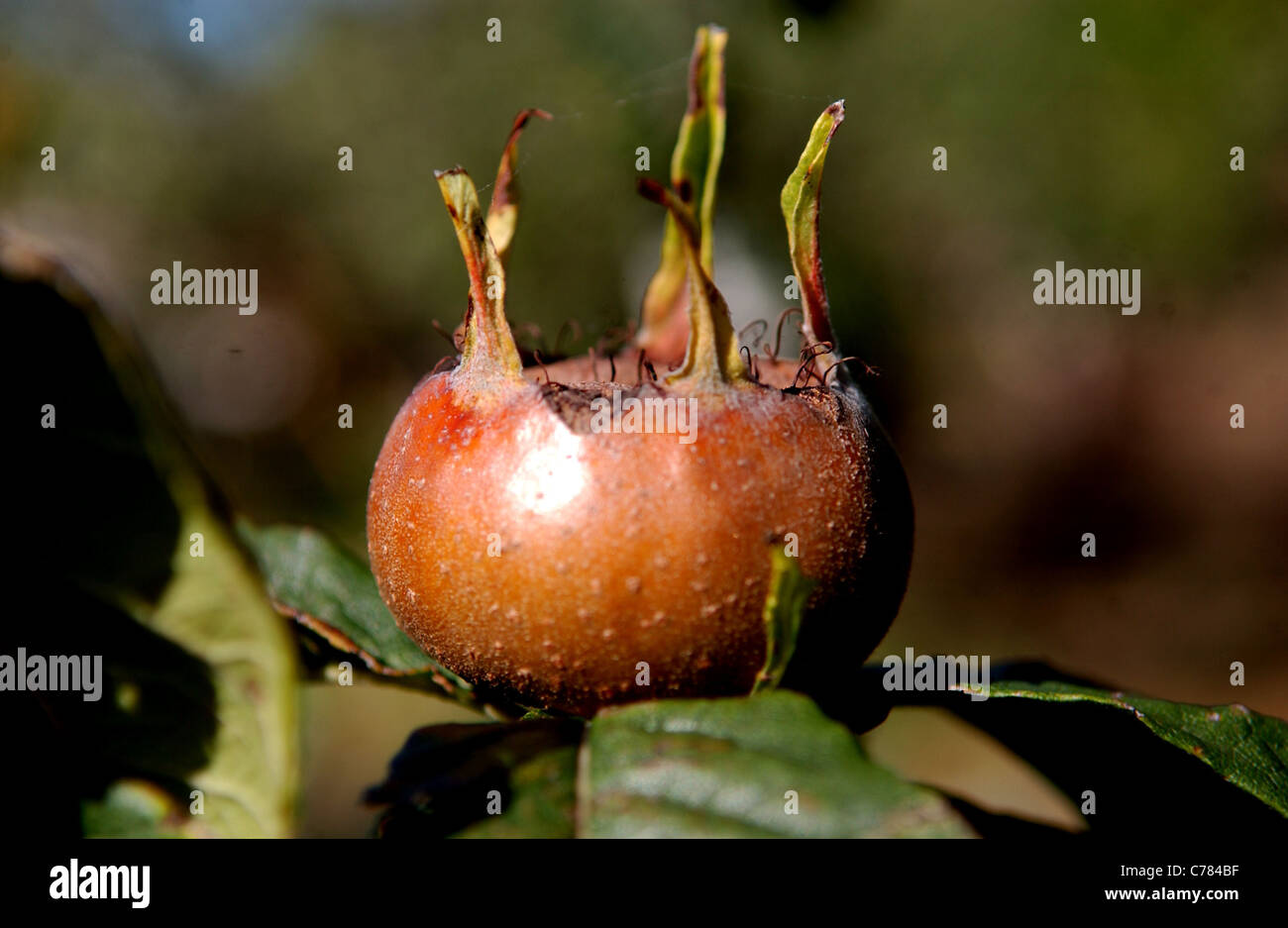 Ancient apple tree hi-res stock photography and images - Alamy