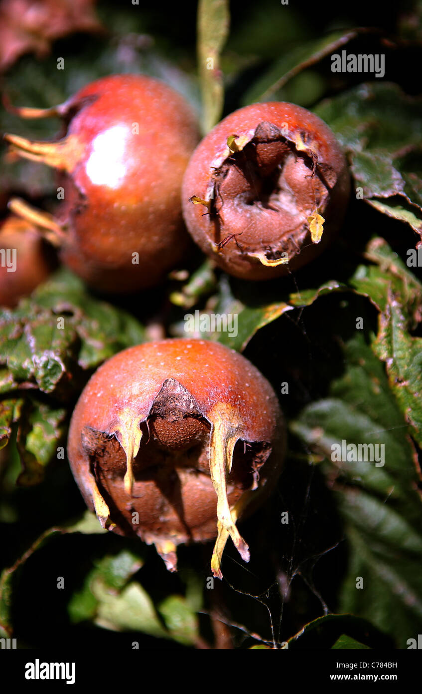 Medlar tree fruit hi-res stock photography and images - Alamy