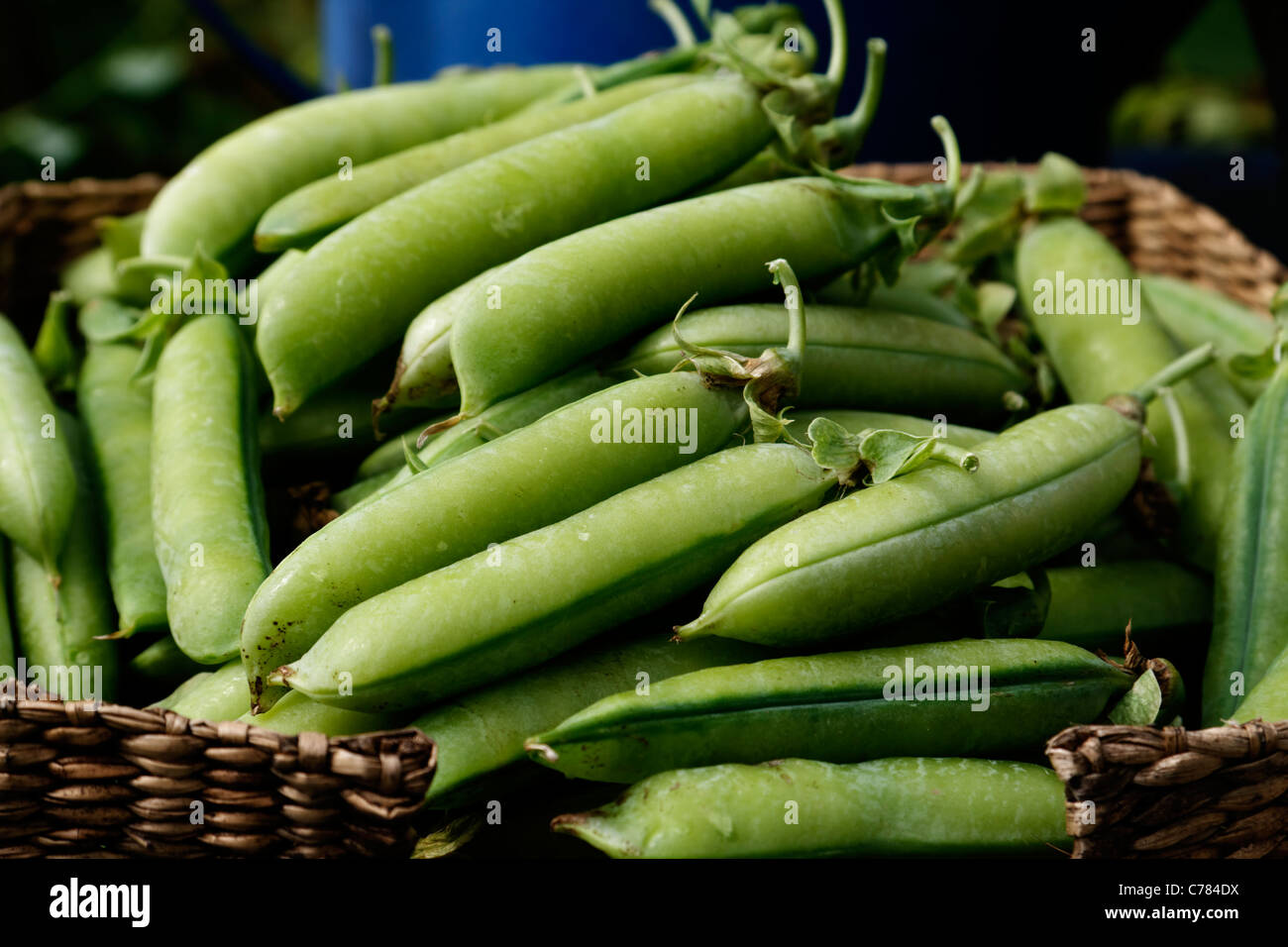 Crop of peas, garden table Stock Photo - Alamy