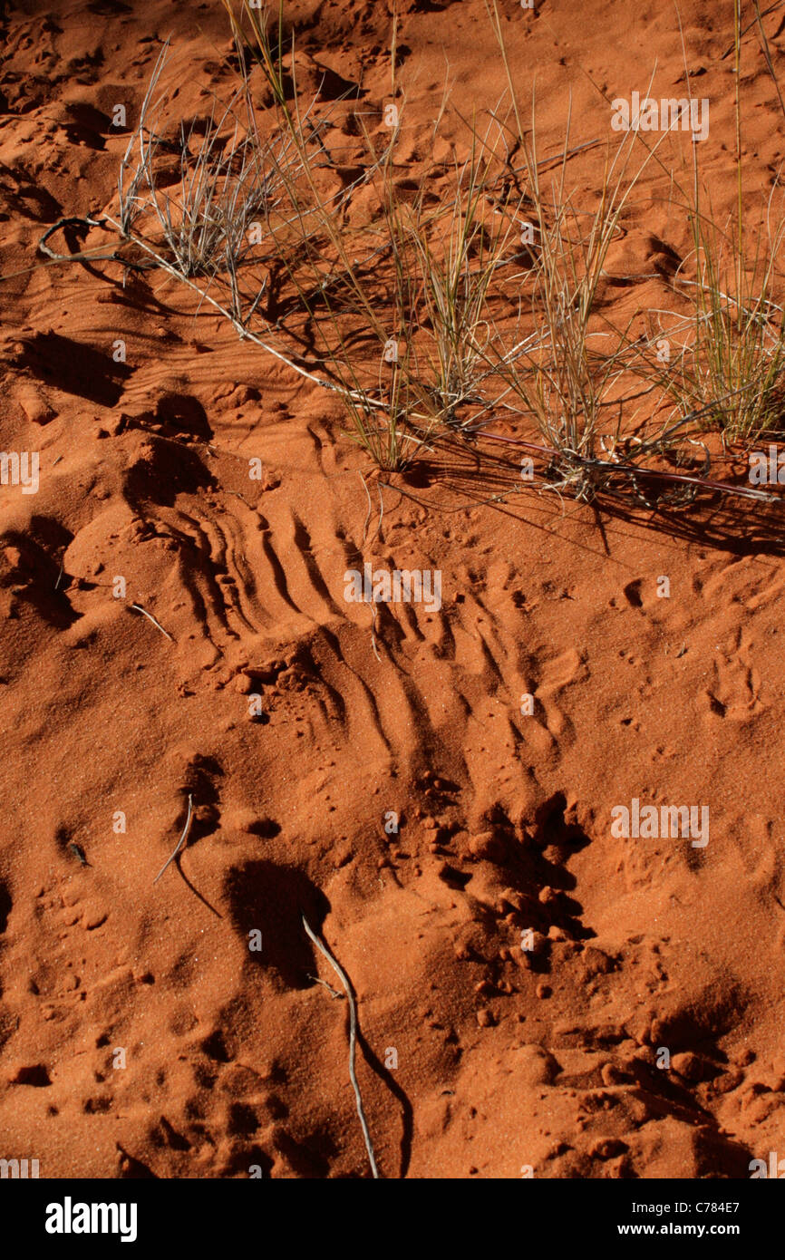Ground, Cape, Temmincks pangolin tracks/spoort Stock Photo - Alamy