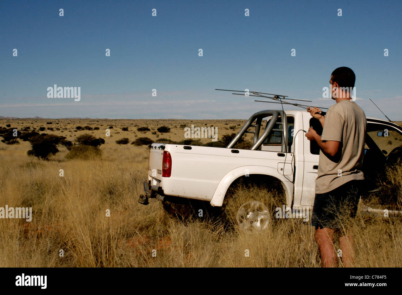 Researcher using radio telemetry/tracking to find an animal Stock Photo ...