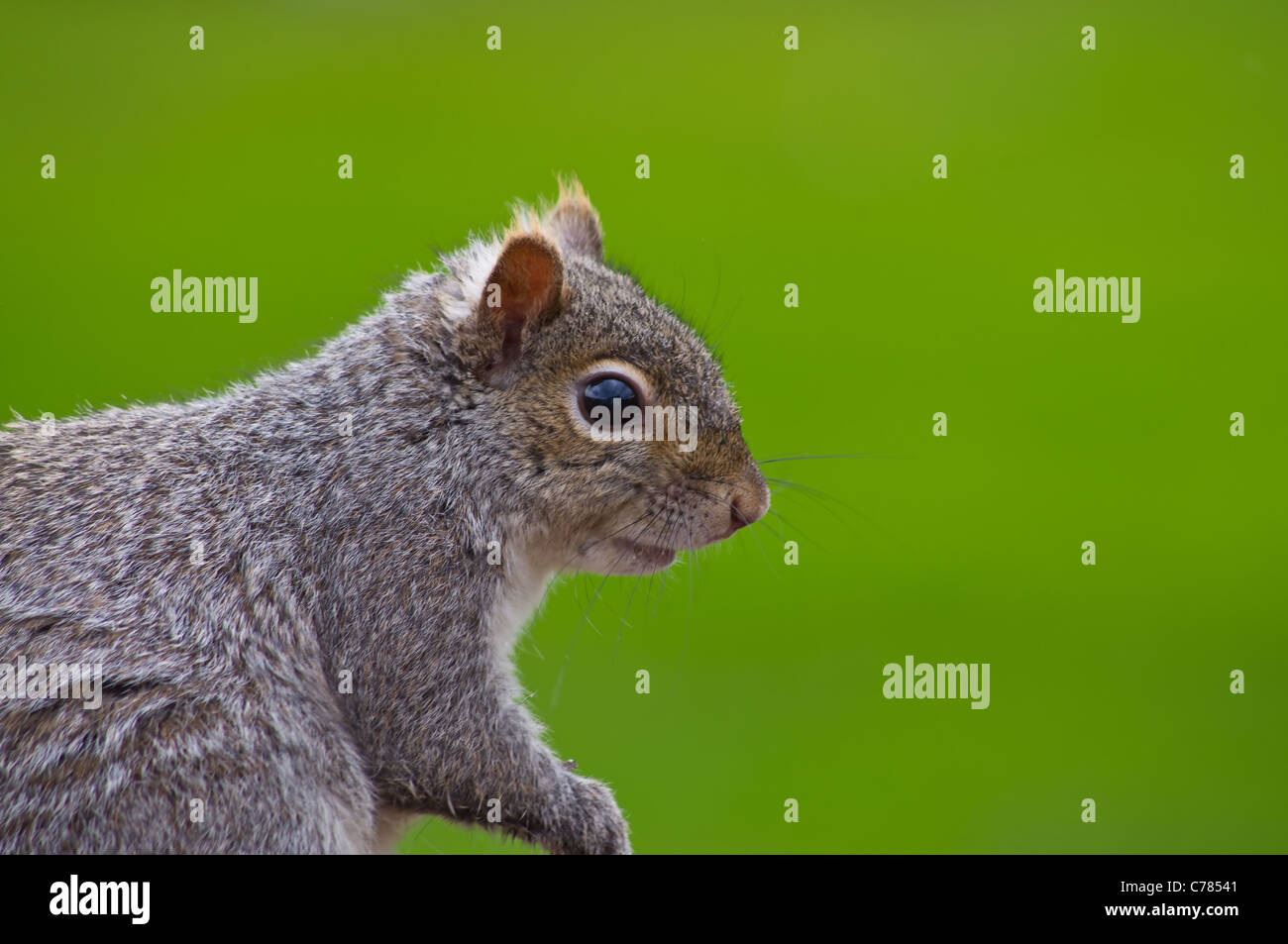 Profile of grey squirrel hi-res stock photography and images - Alamy