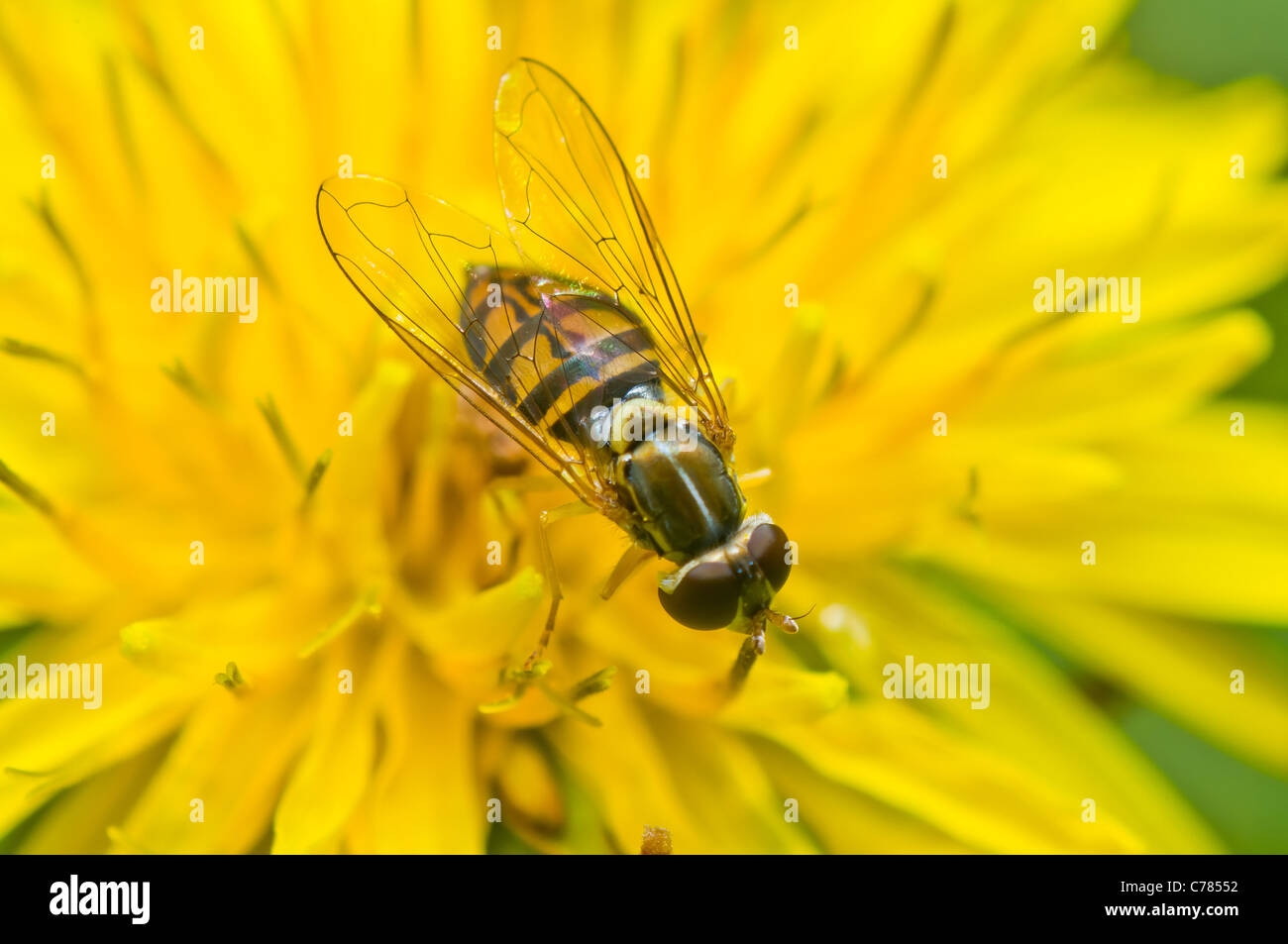Hover bee hi-res stock photography and images - Alamy