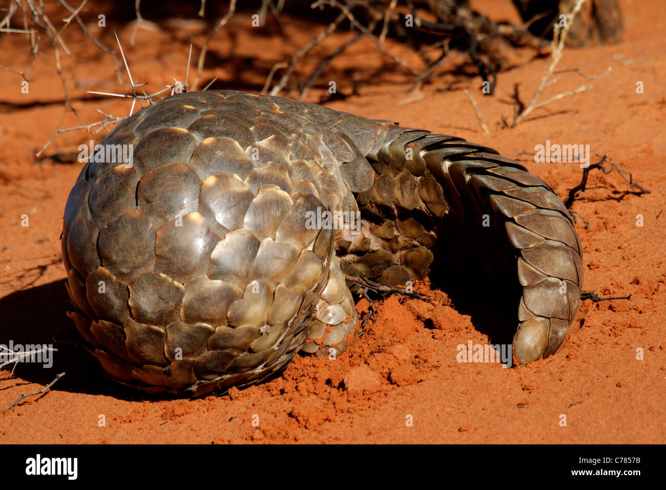 Ground Pangolin, Cape Pangolin, Temminck's Pangolin - Manis/Smutsia ...